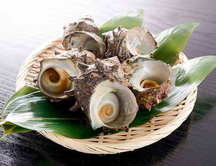 サザエ｜「まいにちの暮らしに安心・品質・お手頃感を」 アピタ・ピアゴ